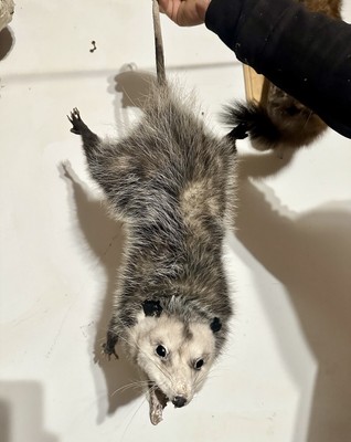 Taxidermy Full Body Hanging Opossum Possum Mount Art Soft Fur | eBay