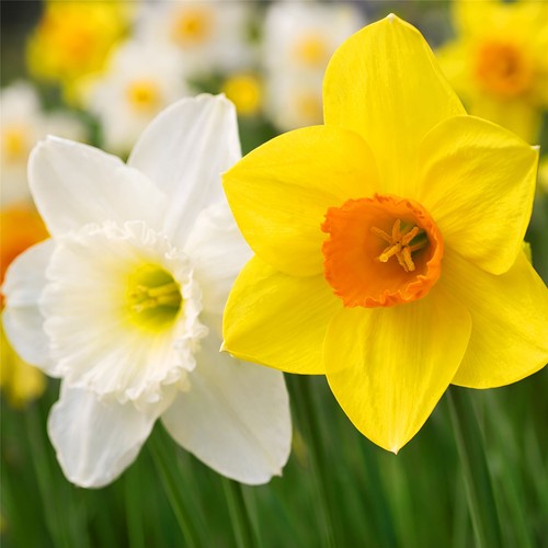 5-100 Mix Dwarf Daffodil Bulbs Narcissus Corm Spring Flower Garden ...