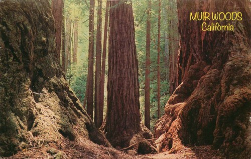 Postcard California Muir Woods National Monument 1977 Redwoods | eBay