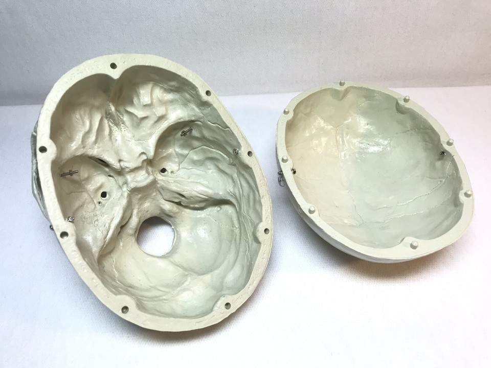 Anatomical Skull Model Educational Life Size Removeable Teeth Hinge Jaw ...