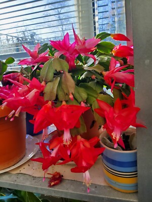 Bright Red Christmas cactus, Schlumbergera rooted cutting, Not BLOOMING ...