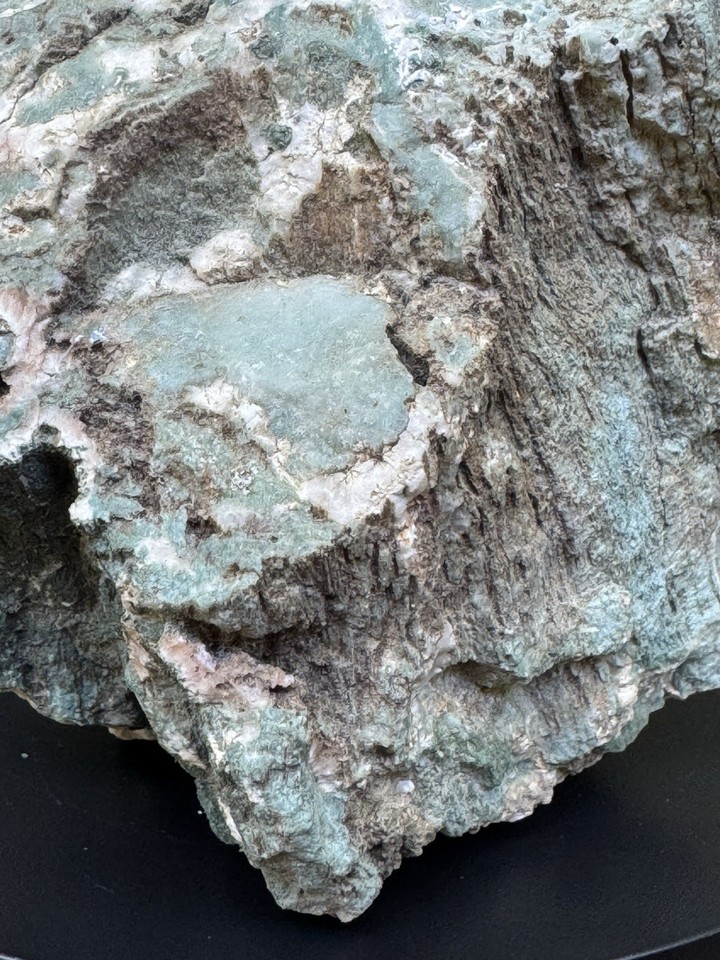 Green Petrified Wood Limb Cast Piece Hampton Butte Oregon | eBay