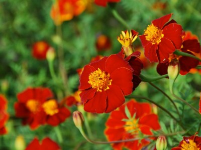 TAGETES 'Cinnabar' from Great Dixter (Marigold) 30 seeds | eBay UK