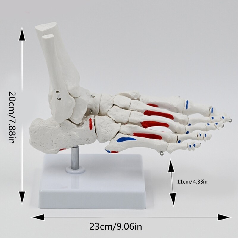 Human Foot and Ankle Model Teaching Model Foot Anatomical Model for ...