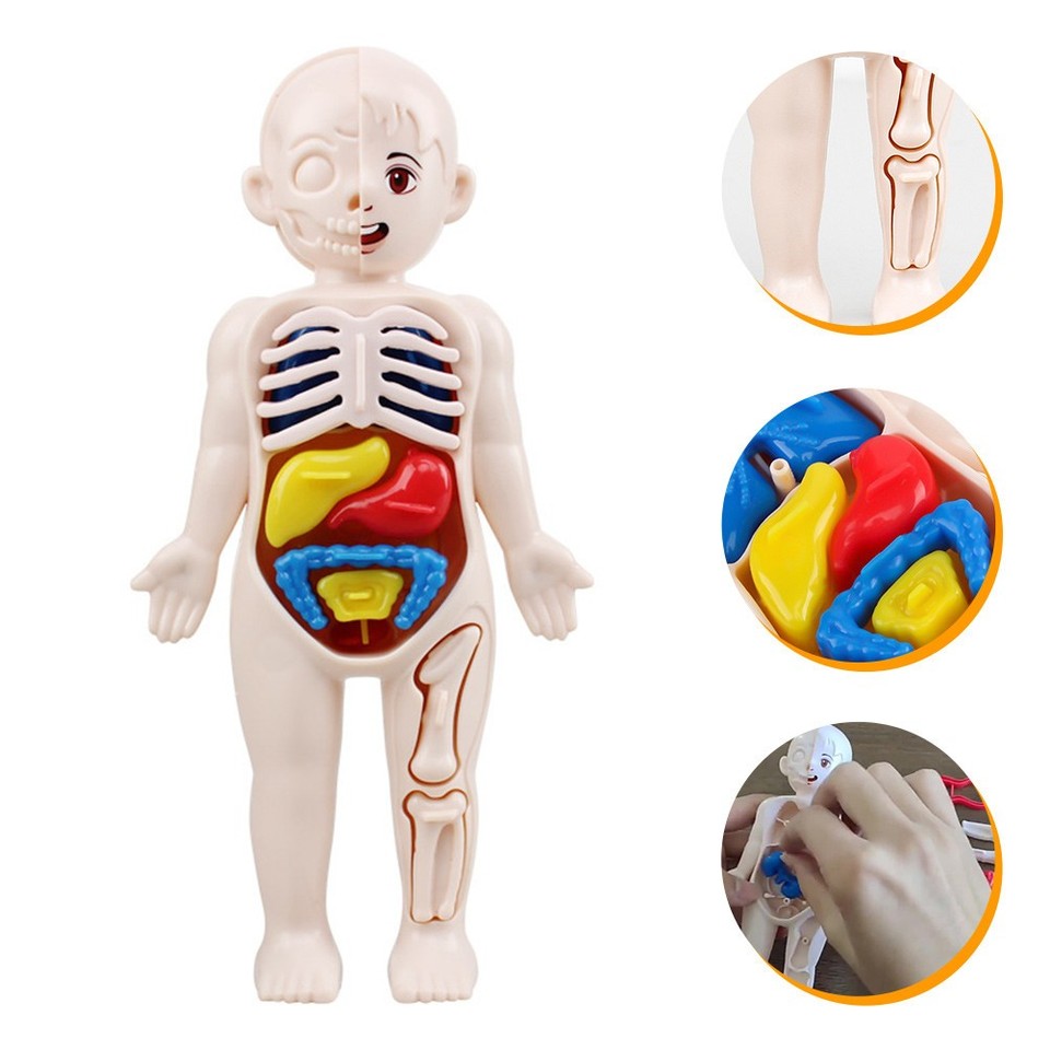 1 Set Kindergarten Teaching Aids Human Internal Organs Teaching ...
