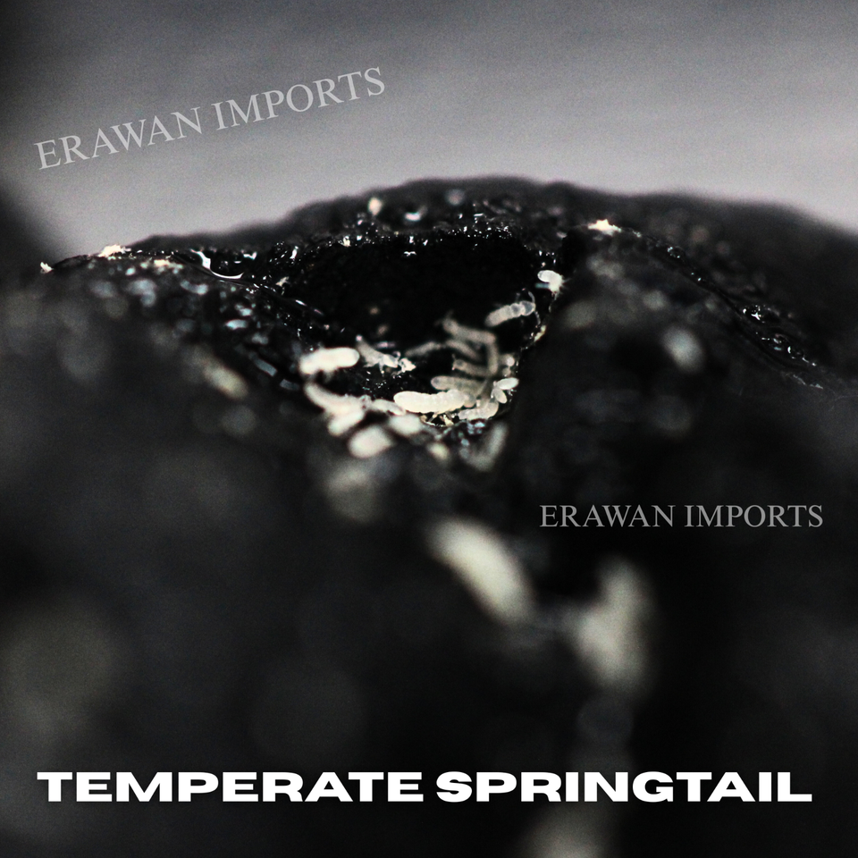 Combo Deal | 100+ Party Mix Isopods And 8oz Springtails | FEEDERS ...