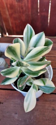 Variegated Jade Plant, Tricolor Jade, 4" plant, Bare Root, Exact Plant ...