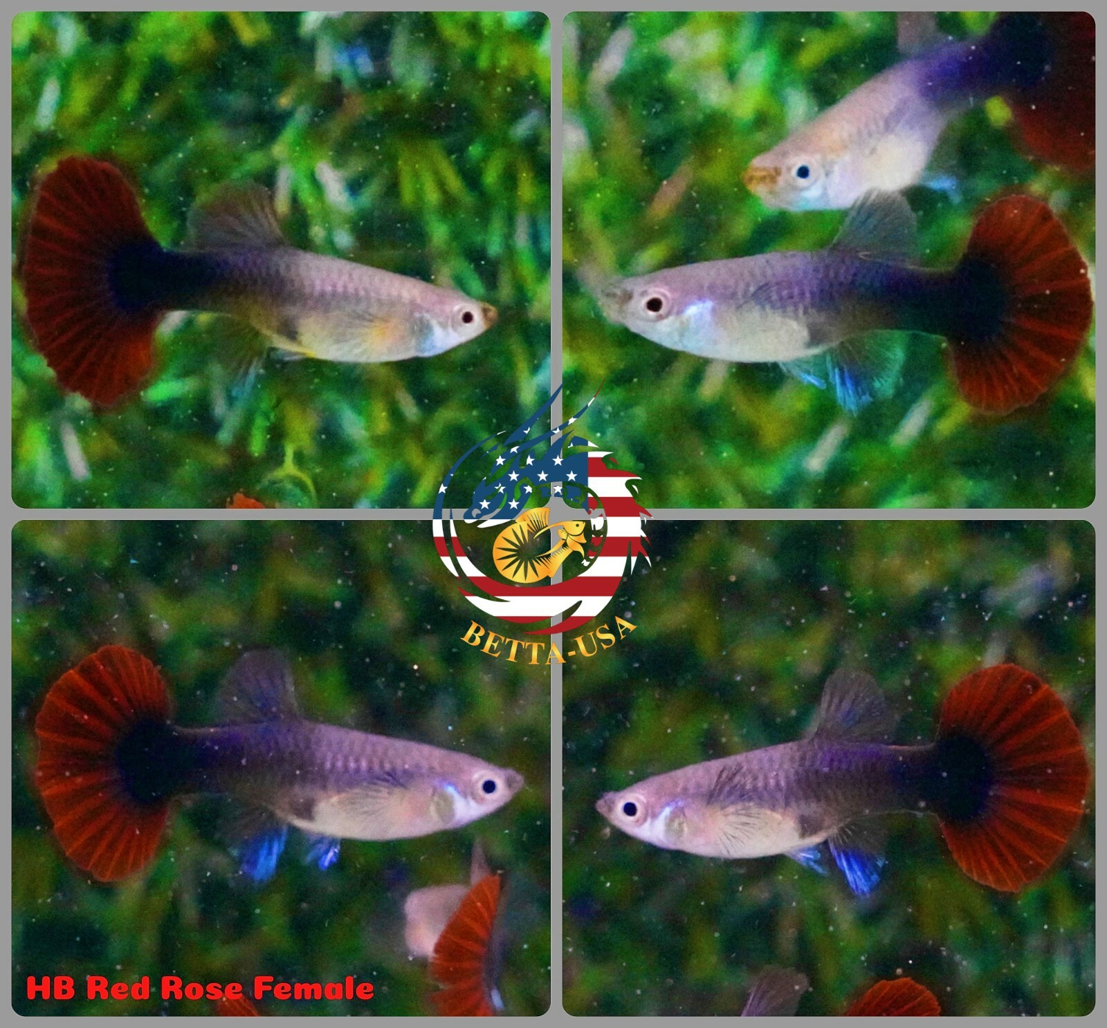 FEMALE ONLY - Live Aquarium Guppy Fish High Quality - HB RED ROSE ...