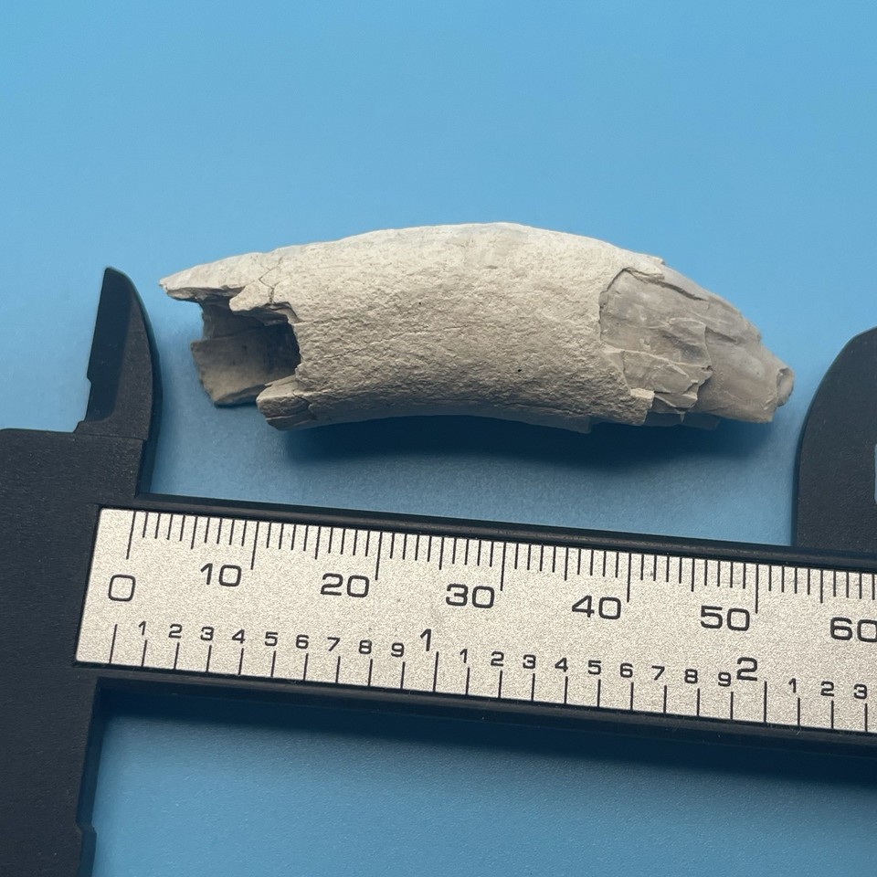 Fossil Sperm Whale Tooth Florida Bone Valley Authentic Cetacean Tooth ...