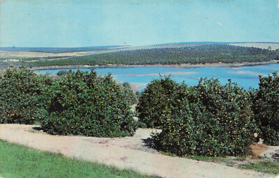 Postcard Orange Groves Florida Central Ridge District | eBay