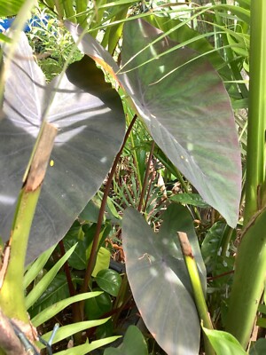 Black magic water plants | eBay