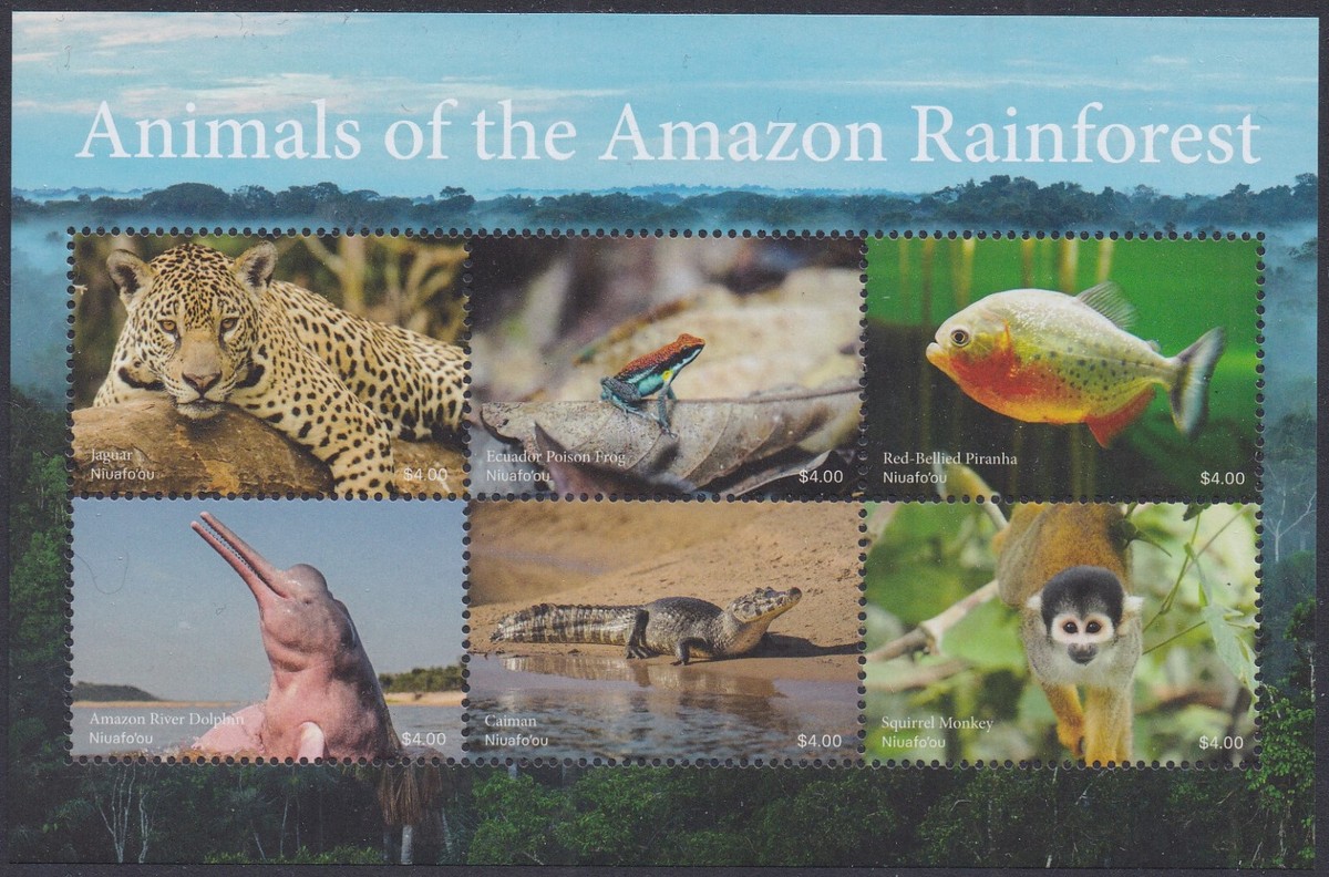 Amazon Rainforest Animals Collage