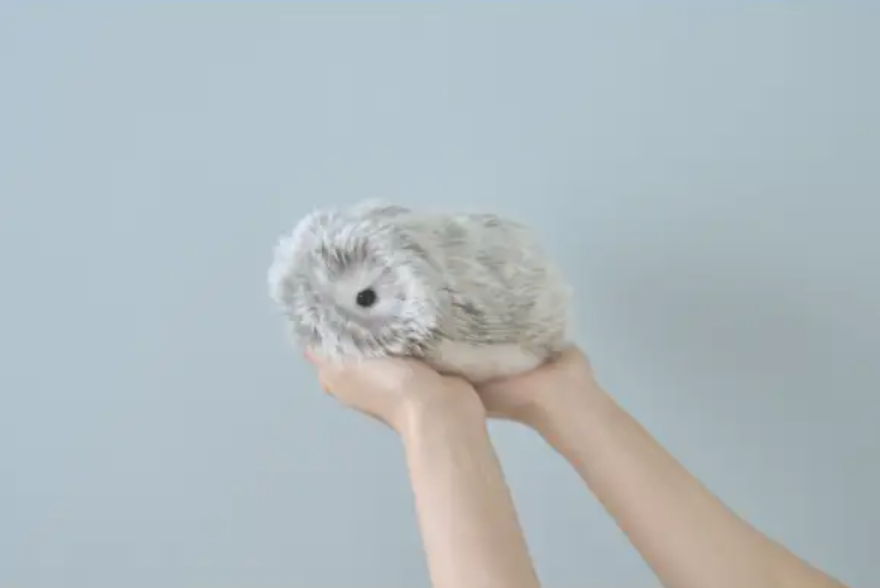 Casio AI Pet Moflin Communication Robot Color Silver PE-M10SR New in ...