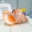 Natural Tutufa Rubeta Conch Shells Coral Sea Snail Fish Tank Home ...