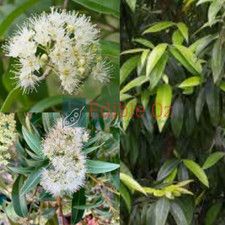 Lemon+Myrtle+Seeds+Backhousia+Citriodora+Native+Flowering+Shrub+20+Seed ...