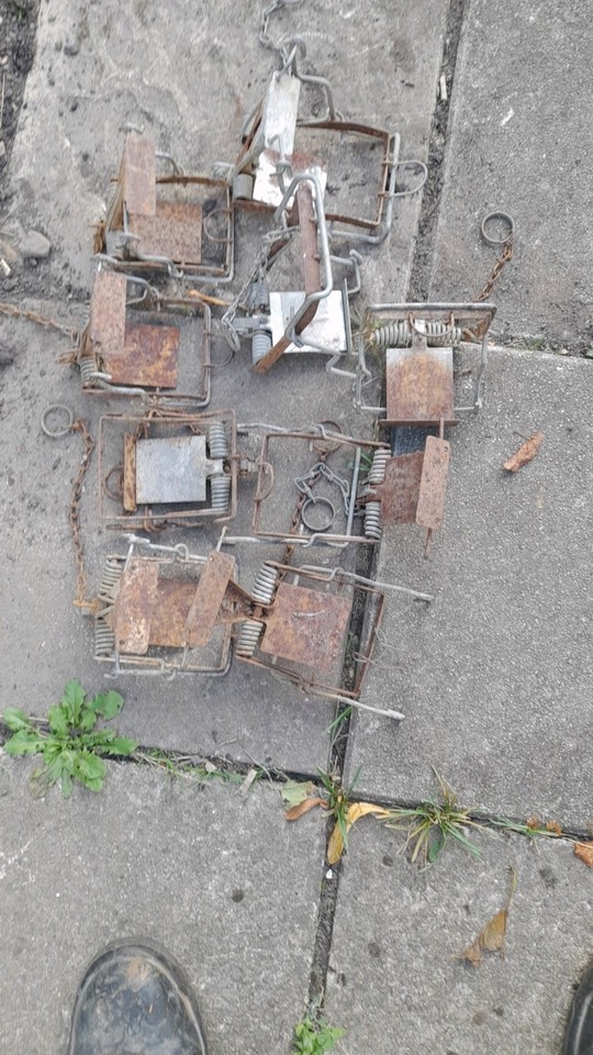 Mark 4 Fenn Spring Trap for Rat, Squirrel, Weasel STAO Compliant | eBay UK