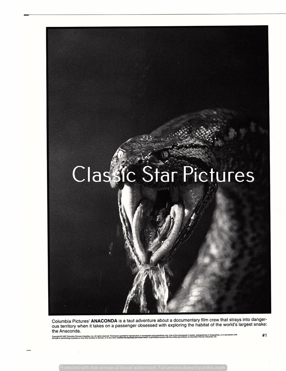 Jennifer Lopez Anaconda Snake