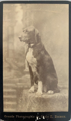 19Th Rare Antique Beautiful CDV Photograph of Sweet Dog 1880s | eBay