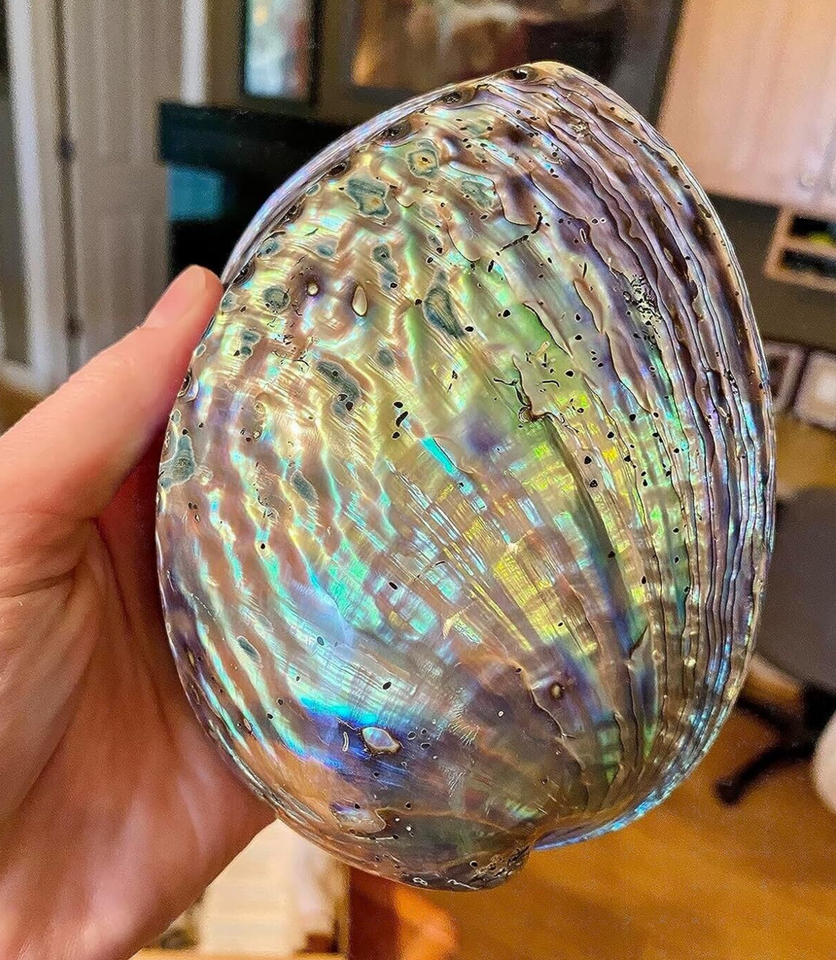 Large Abalone Shell Polished Paua Rainbow LG Sea Green Blue Beach House ...