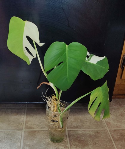 Rare Monstera Albo Variegata.Mature Plant with Trunk, Roots, and New ...