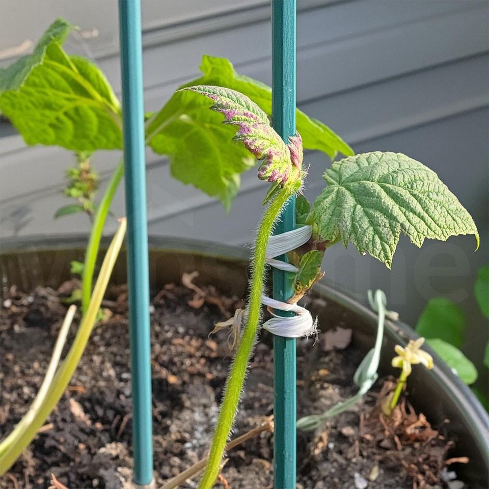 Green Flower Sticks Bamboo Split Garden Canes Grow Plant Support Stakes ...