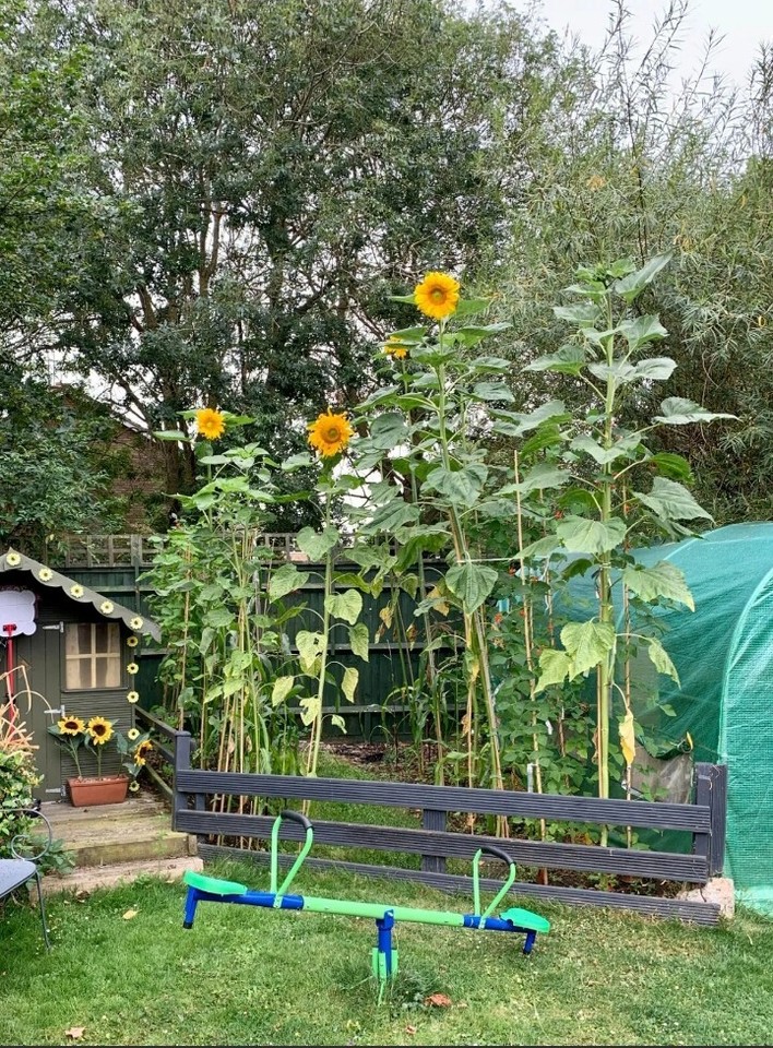 GIANT Sunflower 60 Seeds - Fast Tall Growing - Easy to Grow + FREE ...