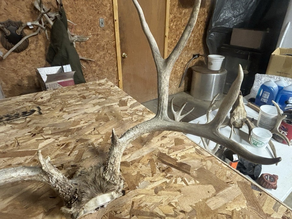Around 170” MULE DEER RACK skin antlers whitetail sheds taxidermy | eBay