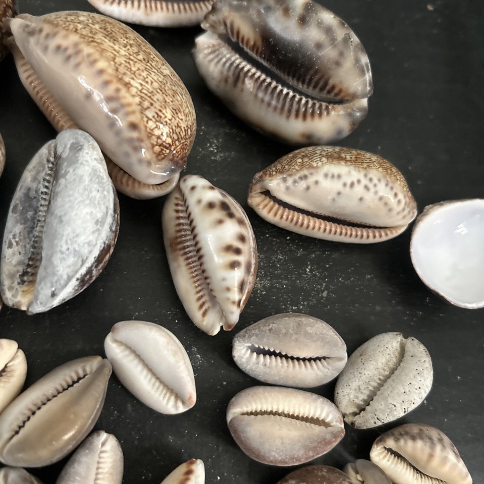 Cowrie Sea Shells Assorted Sizes Natural Shells Lot Of 65 Shells Hawaii ...