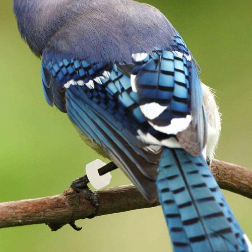 300 Pcs Pigeon Foot Ring Parrot Leg Clip Bands Bird Marking Tag for ...