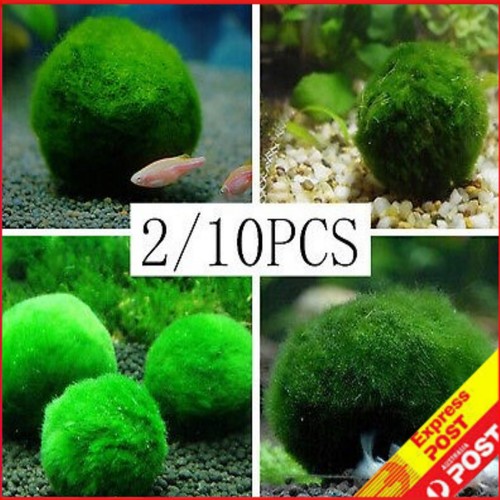 10x Marimo Moss Balls Live Aquarium Plant Fish tank Cladophora Shrimp Set 2-3cm | eBay