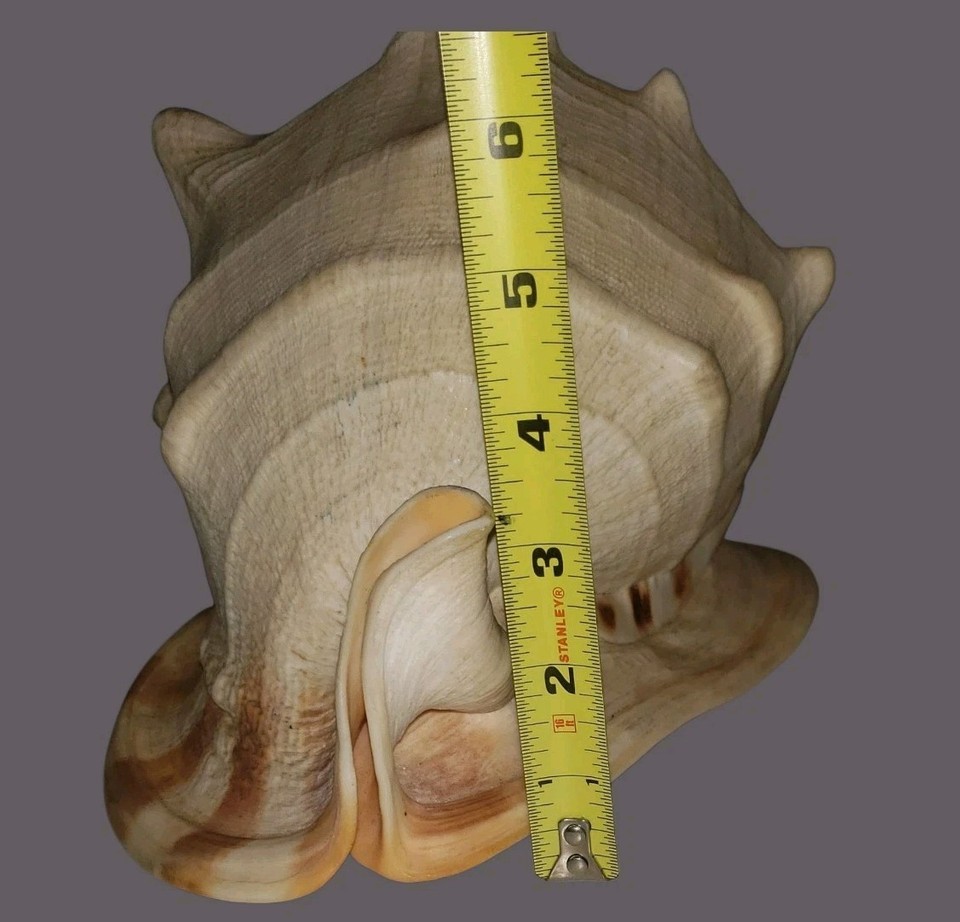 HORNED King Helmet CONCH SHELL Blowing Horn LARGE HAWAIIAN BEAUTIFUL ...