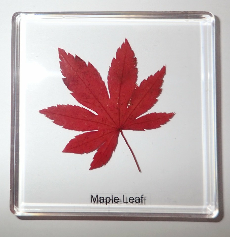 5 Plant Leaf Specimen Box Set A in Clear Square Block Education Kit ...