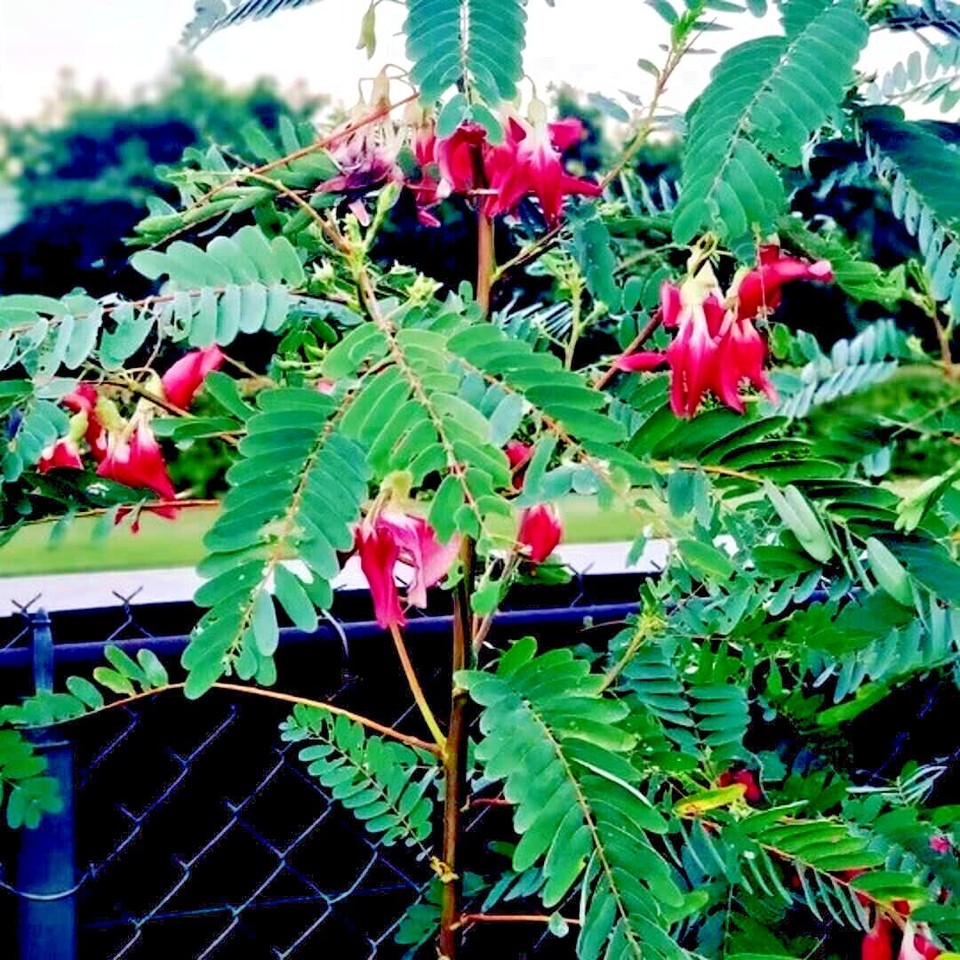 20 Hummingbird Tree Seeds (Sesbania grandiflora) "Agati" Flower Plant ...