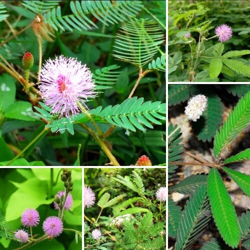 35g DRIED Mimosa Pudica Nidikumba Plant Sensitive Natural Herbal ...