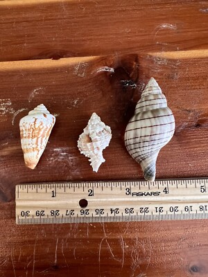 Seashell Lot | eBay