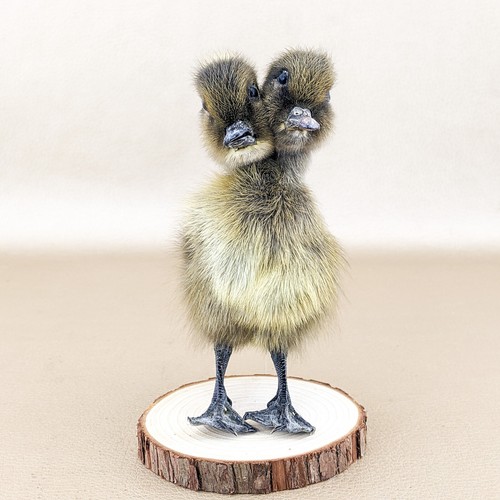 f51i Two Headed Duck Duckling standing on wood Anas Platyrhynchos ...