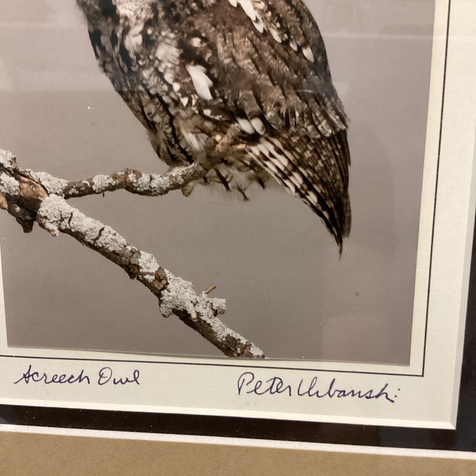 Vintage Screech Owl Photograph Art by Peter Urbansh Matted Framed Art ...