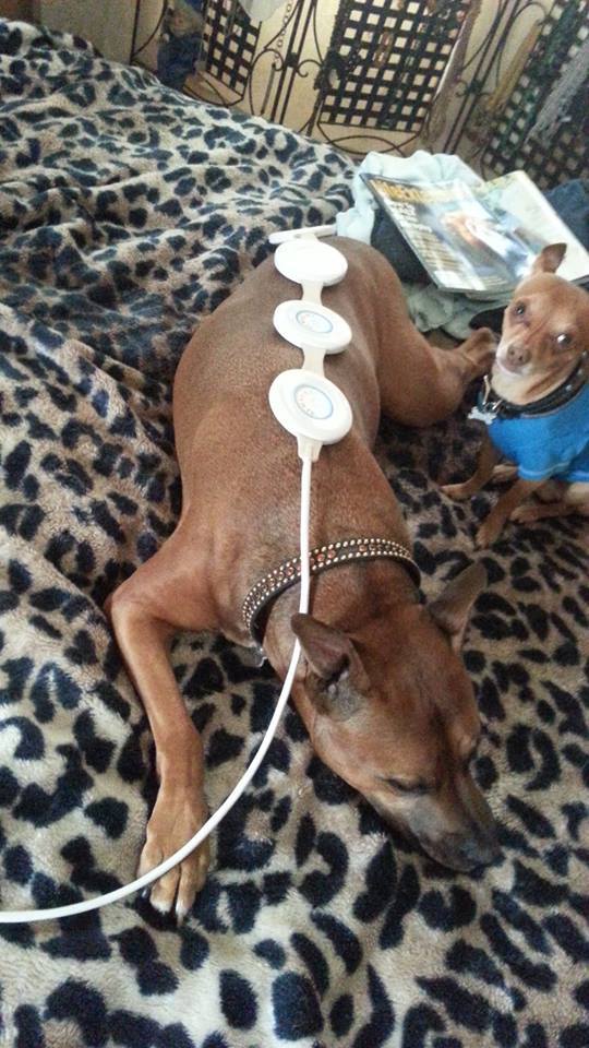 ALMAG-01 magneto therapy by ( PEMF ) PEMF Device 110/60Hz for USA | eBay