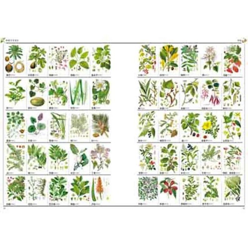 Compendium of Materia Medica Li Shizhen Chinese Traditional herbal ...