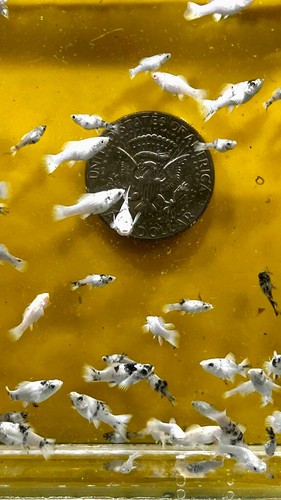 Molly Marble Live Fish 1 pair Balloon Lyretail Platinum black eye USA ...