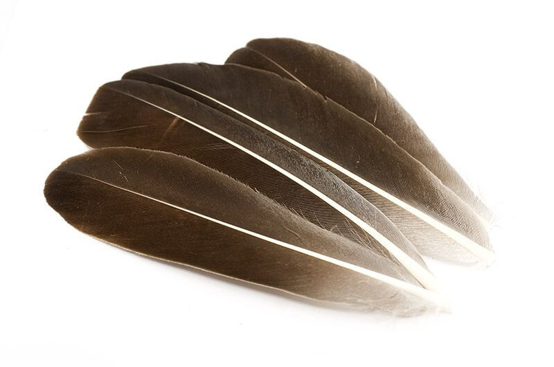 UK Grey Goose Wing Feathers Quill Pen Hat Native Ceremony 7-9" 6 Pc 3L ...