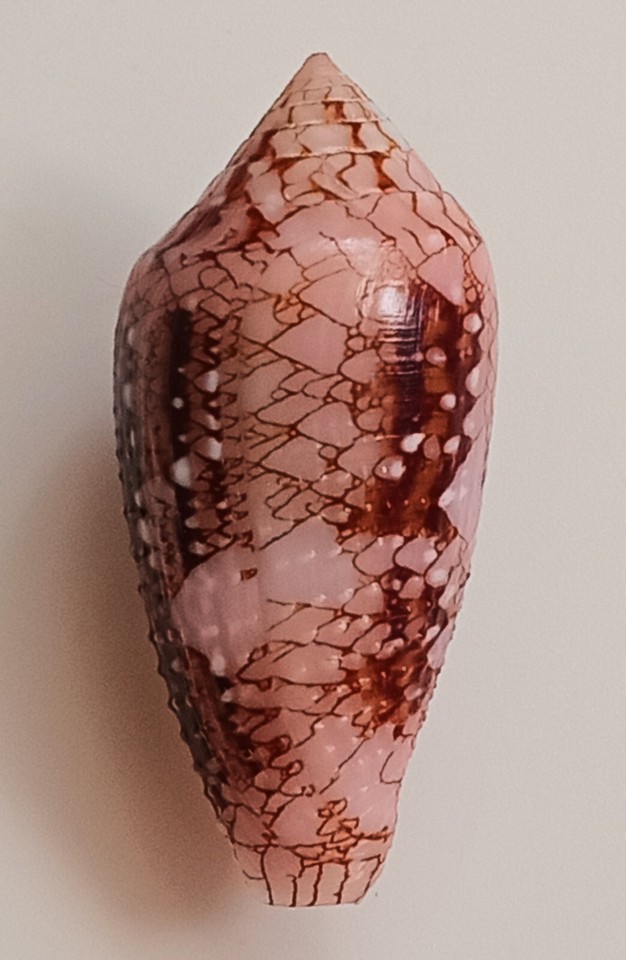Sea shell Conus legatus 33.1mm, F+++/gem, nice pattern body, RARE ...
