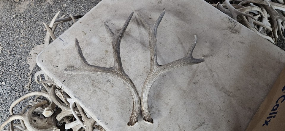 Nice Set Of Mule Deer Shed Antlers Horns Elk Moose Rack | eBay