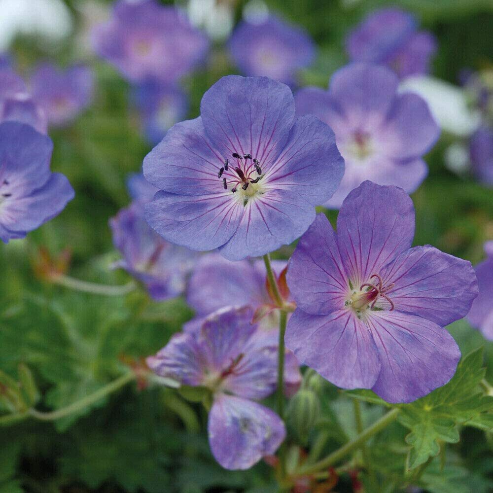 T&M Geranium Plugs Perennial Flowering Garden Plants Hardy 'Rozanne' 2 ...