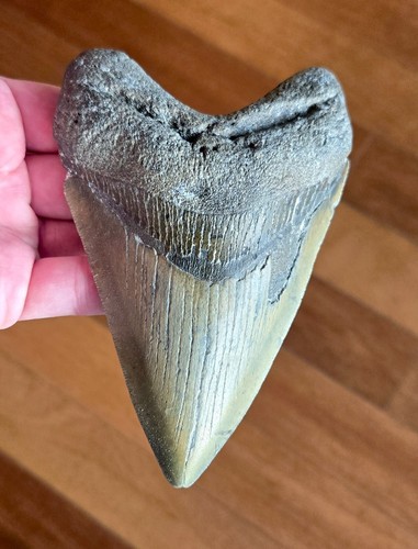 HUGE Megalodon Shark 5.54" Tooth Fossil NO RESTORATION, NO REPAIR ...
