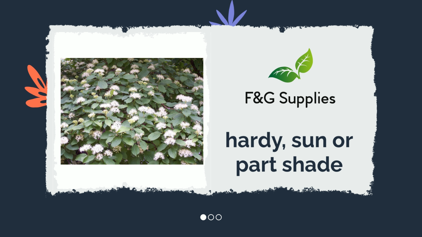 Hedging Dogwood bare root native hedge plants saplings hedging whips 4 ...