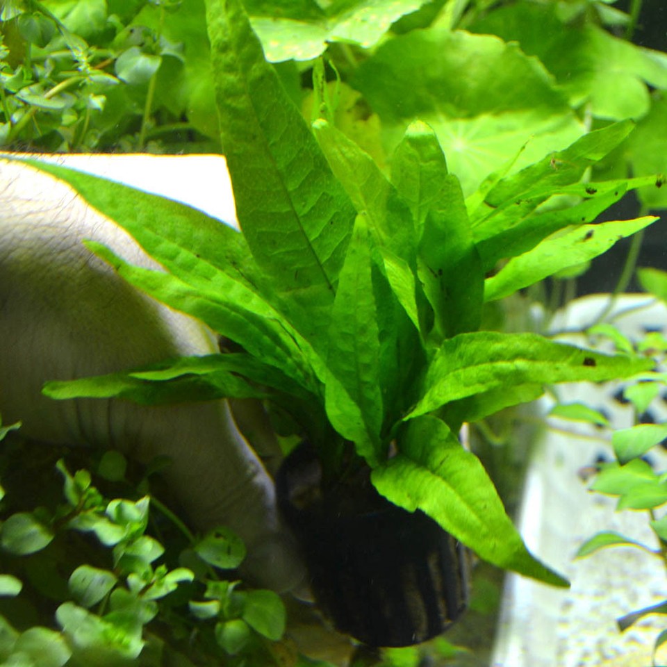 Java Fern Microsorum pteropus Live Aquarium Plant **Buy 1 Get 1 50% OFF ...