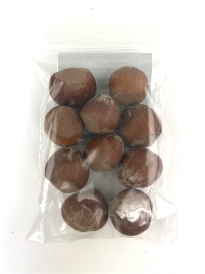 Novelty Party Prank, Joke, Condom in a Hazelnut, Party NUT Trick 10 ...