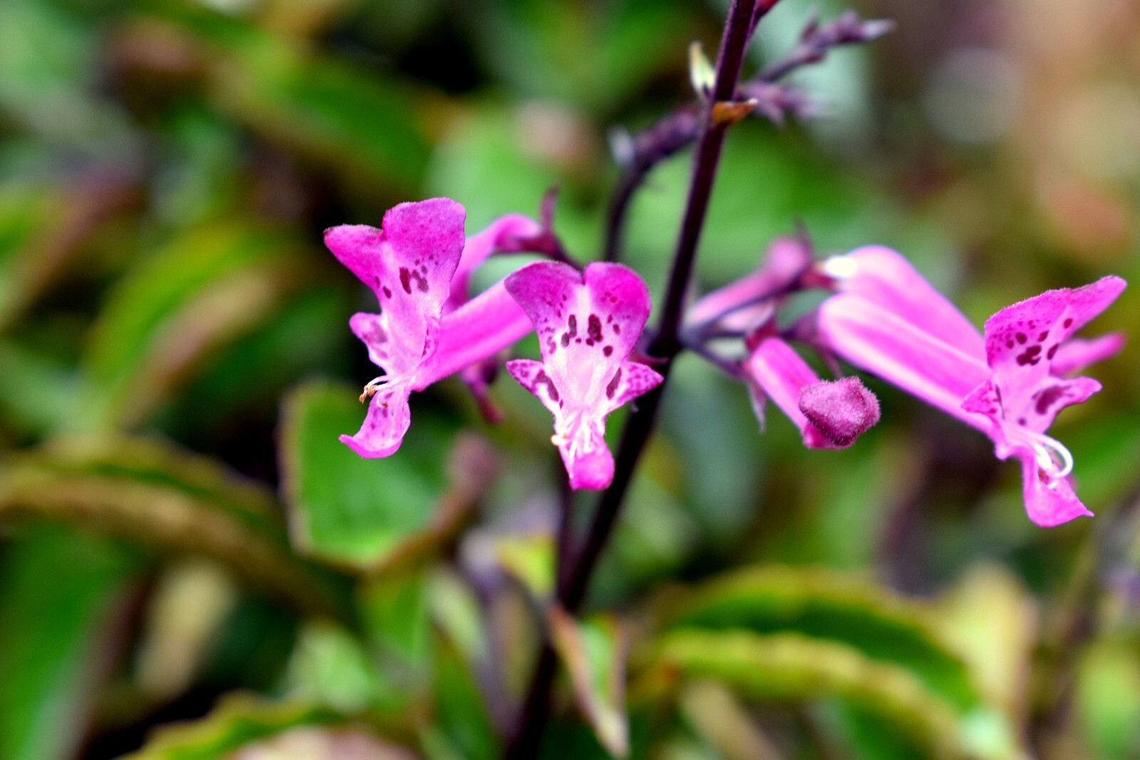 PLECTRANTHUS ECKLONII “RED SPUR” x 1 plant, Semi-dormant in winter ...