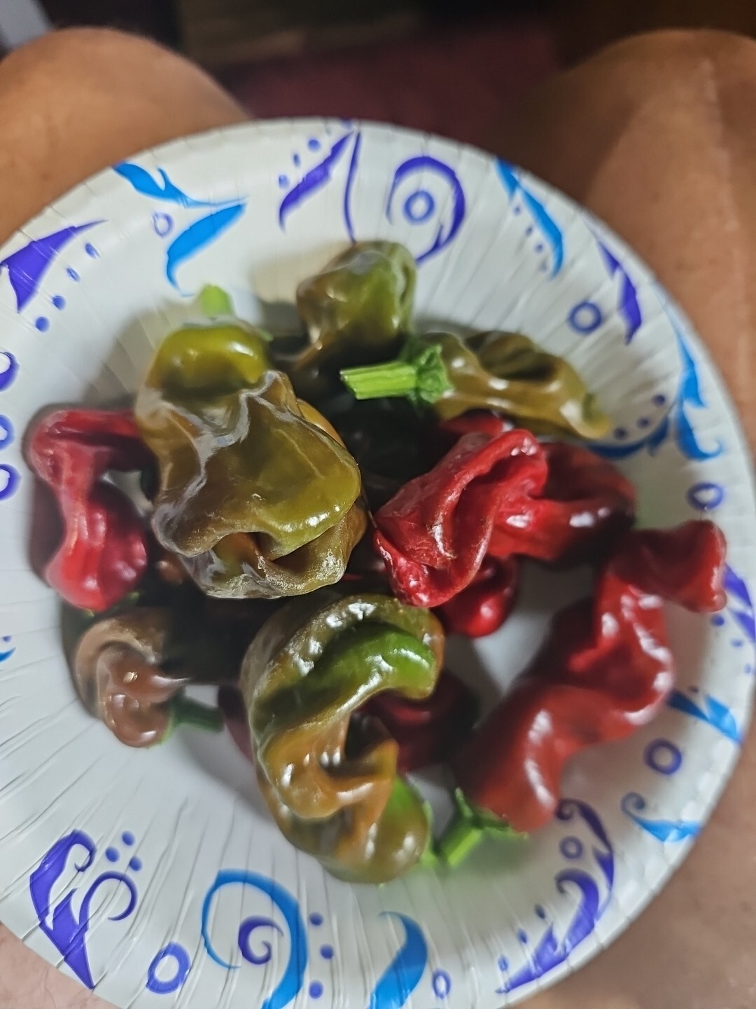 70+ Rare Penis Peter Pepper Seeds. Heirloom Very Hot XXX rare chili Seeds | eBay